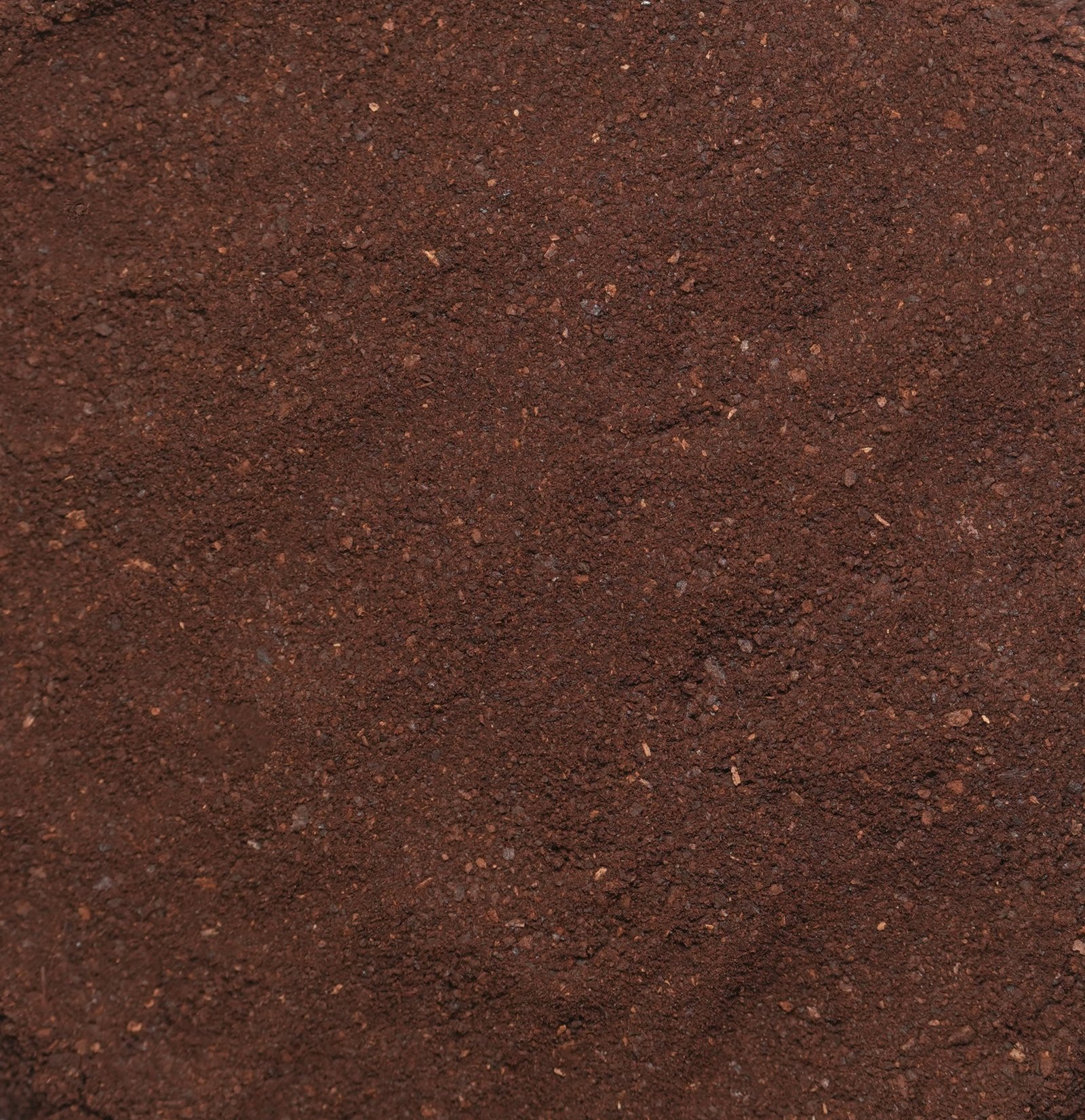 Roasted Chicory Powder Manufacturer in India: Rover Chicory Roasters